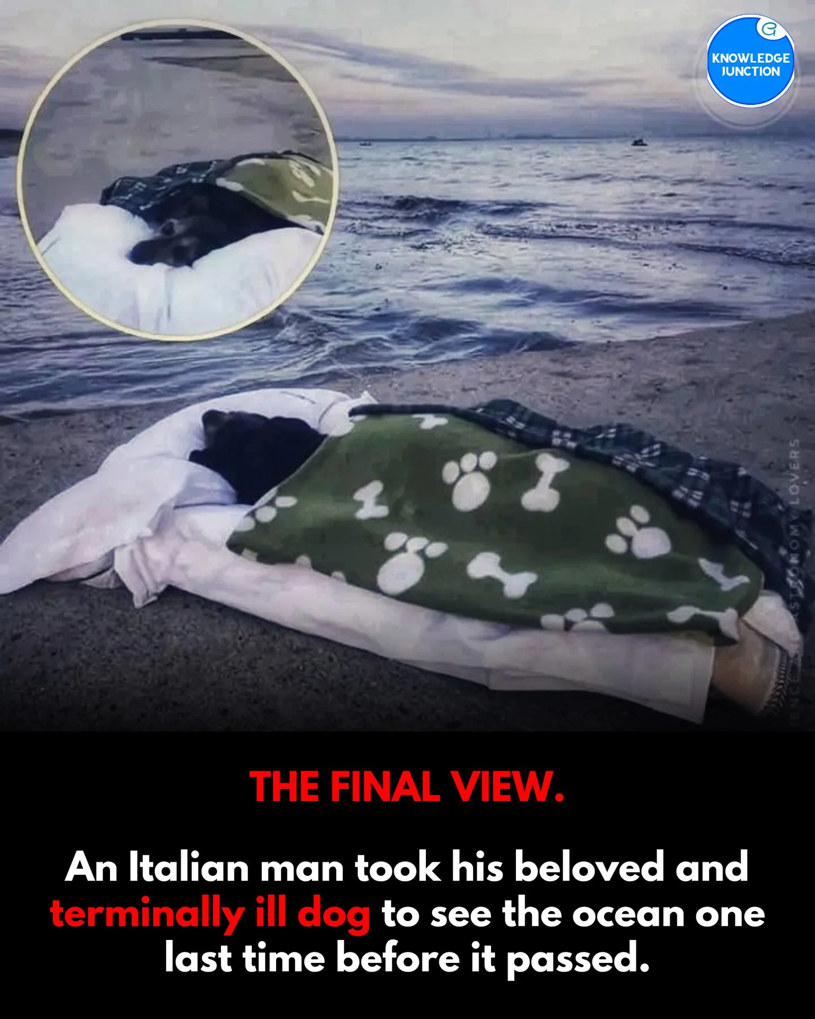 The poignant image captures a moment of deep affection and farewell ...